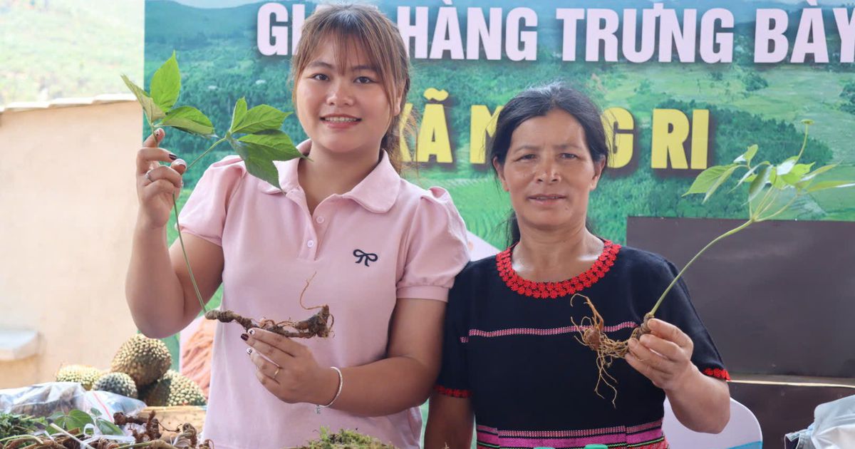 Hội thảo sâm Ngọc Linh: Khoa học Truyền thống và Khát vọng vươn xa
